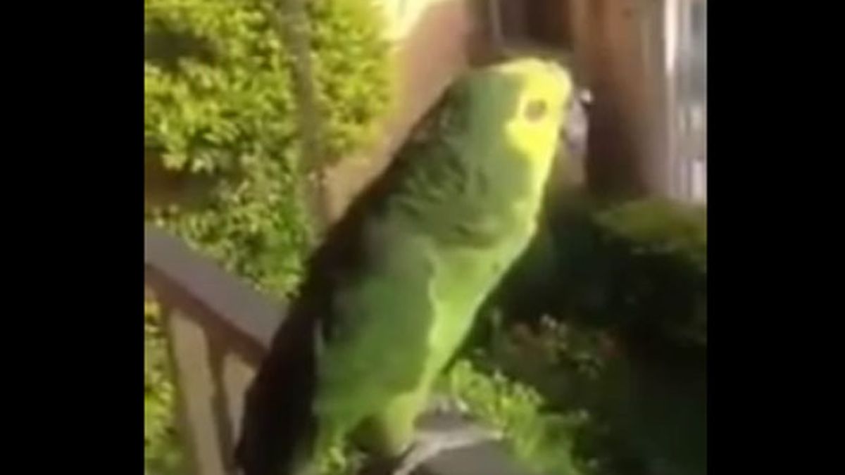 Video insólito: un loro que llora como un bebé