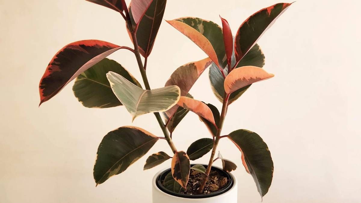 Plantas: conoce las 4 especies de ficus que son tendencia este 2024