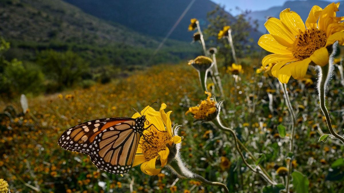 Así será el clima en primavera: más calor en Cuyo y centro, lluvias ...