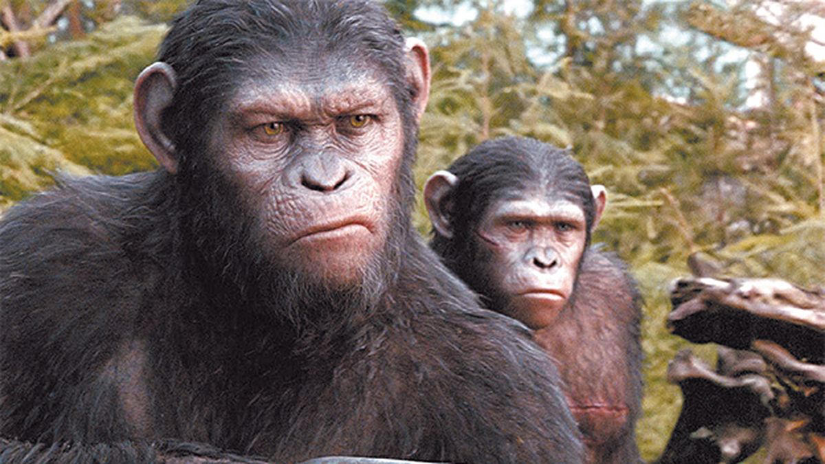 La guerra entre monos y humanos parece no tener fin