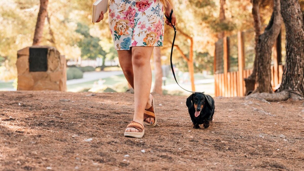 Qué significa pisar caca de perro en la calle, según la metafísica