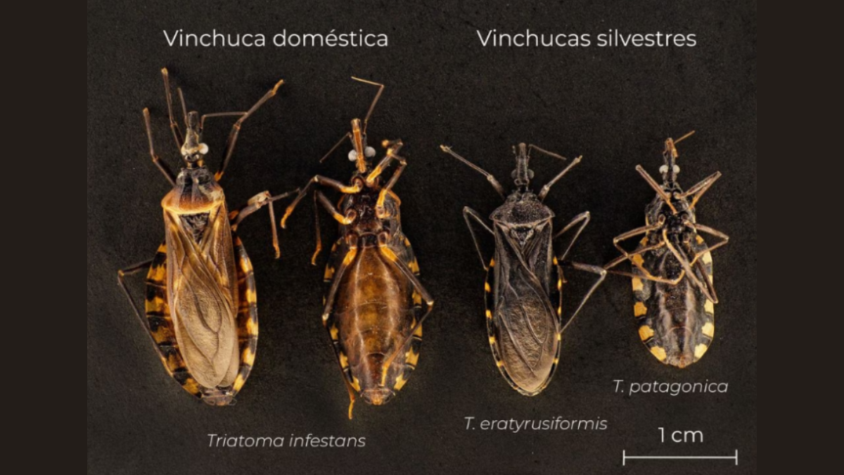 En el Día del Paciente de Chagas, el Gobierno alertó sobre la ...