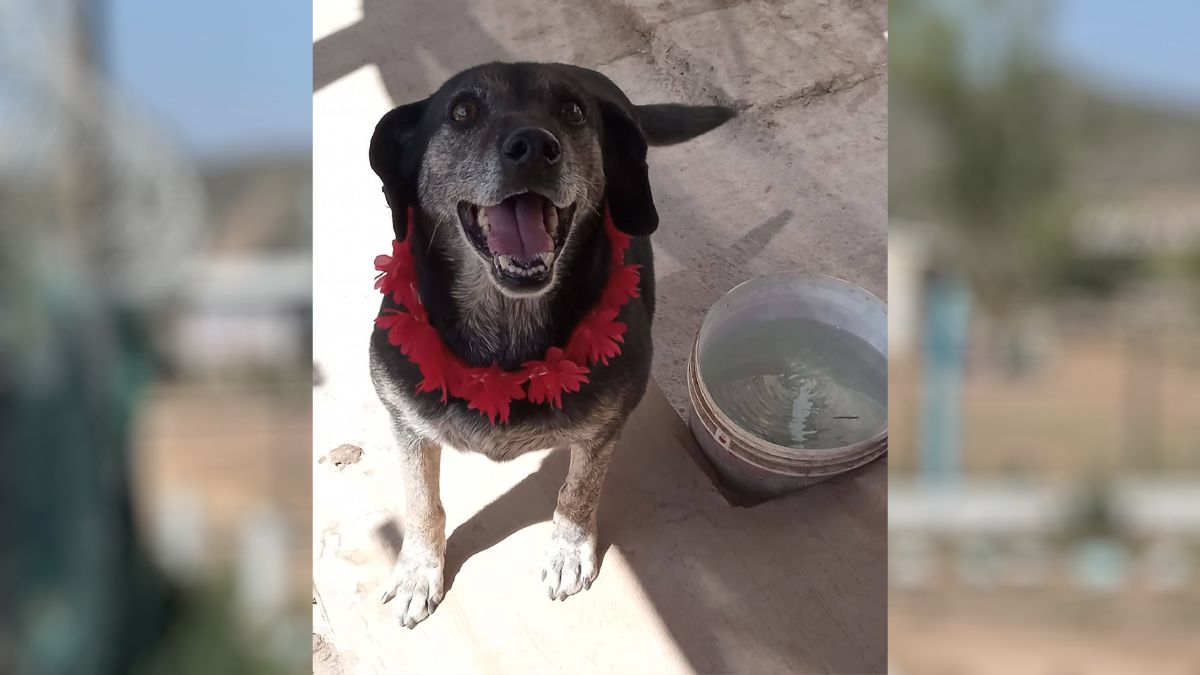 El problema vecinal que pone en riesgo la vida de 140 perros en Godoy Cruz