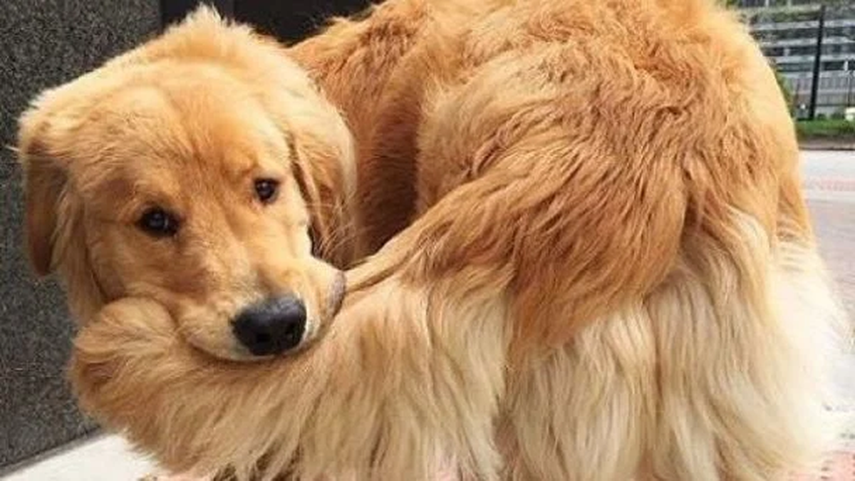 Por qué mi perro se muerde la cola y qué significa para la ciencia ...