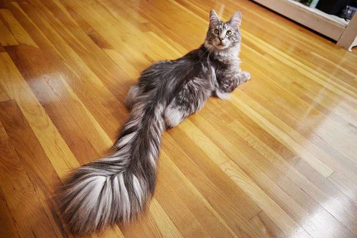 El gato con la cola más larga del mundo