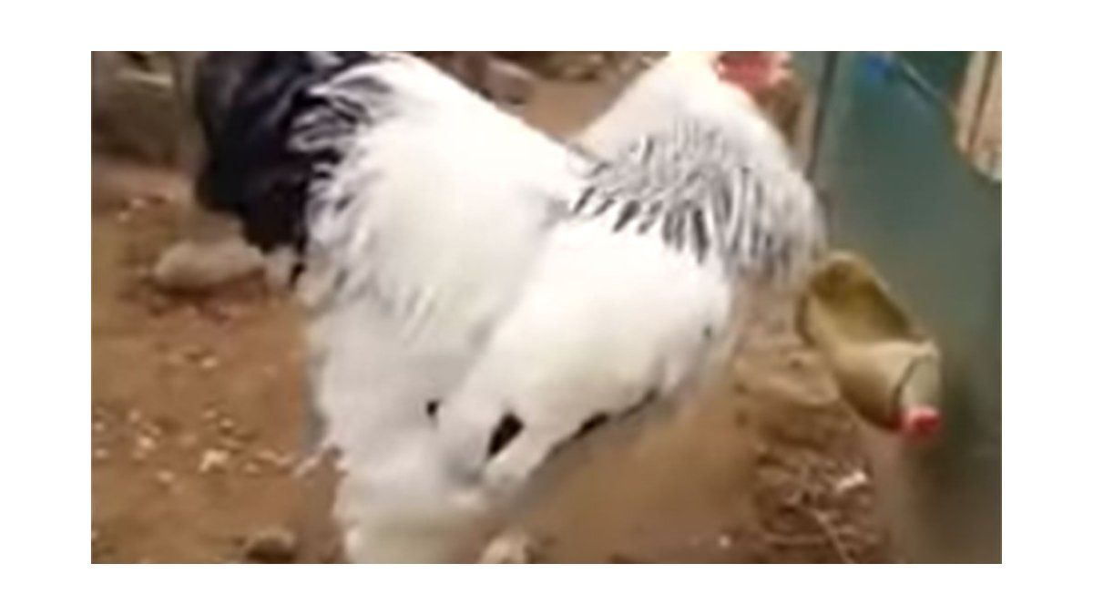 Video: súper gallo gigante es la sensación en las redes