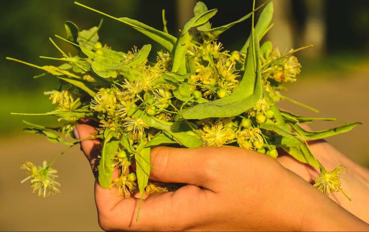 Beneficio de tomar té de tilo, un poderoso anti estrés