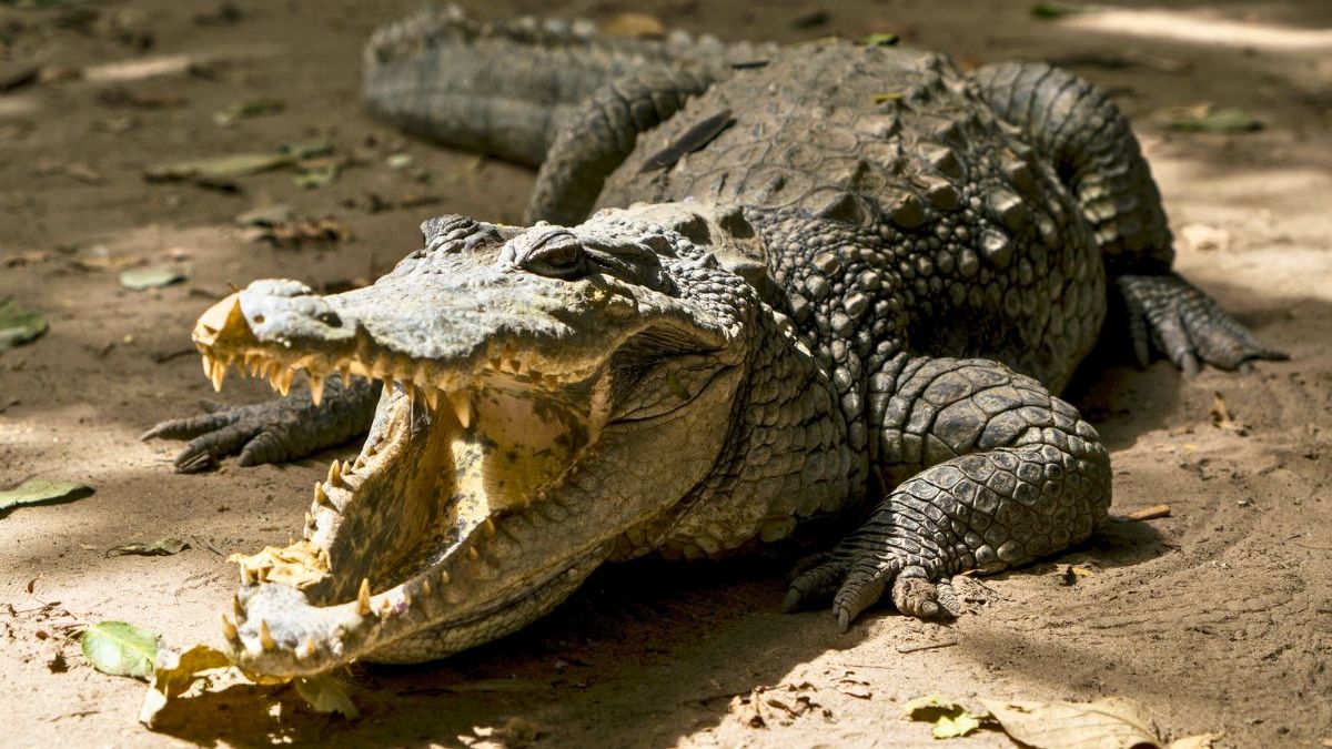 Cocodrilos en una isla del Caribe se adaptaron y evolucionaron como ...