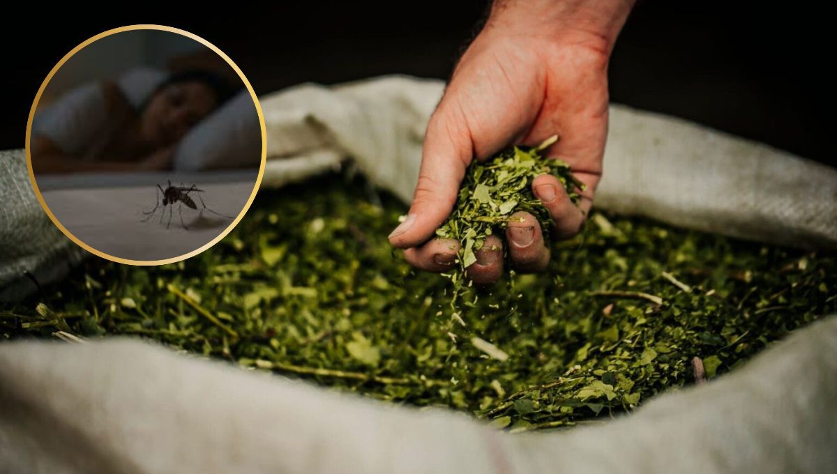 Cómo eliminar a los mosquitos de tu habitación usando un poco de yerba ...