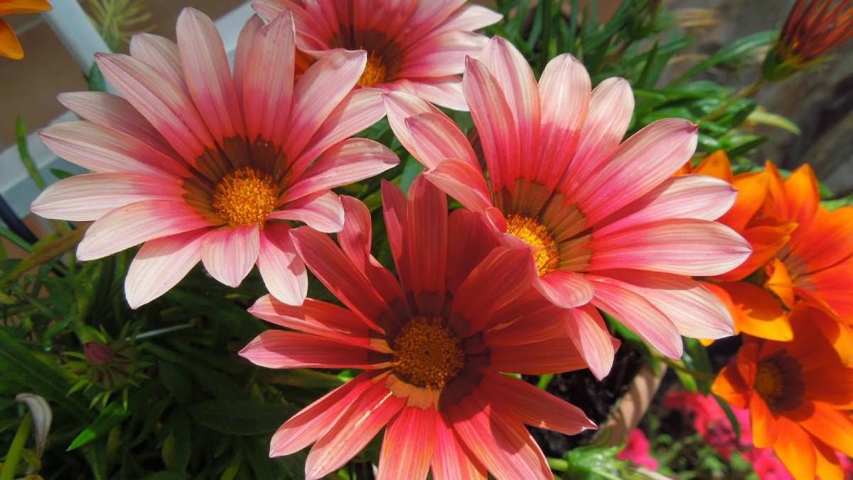 7 plantas trepadoras ideales para sumar y embellecer tu jardín