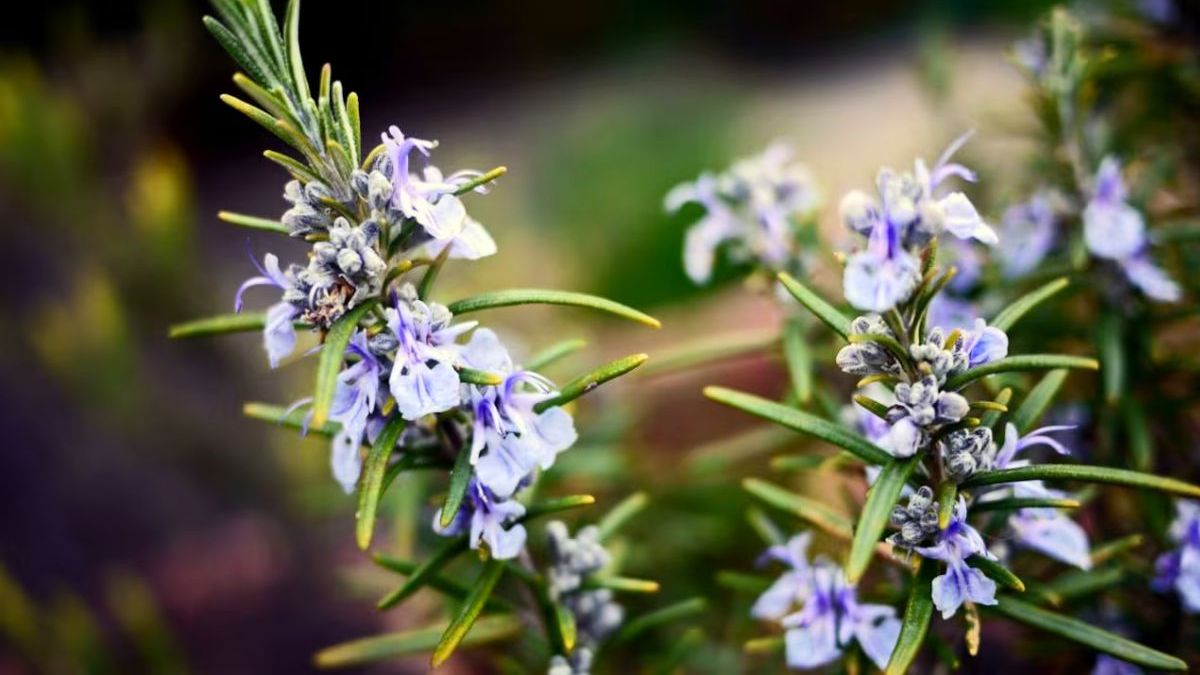 Embellece tu jardín: el truco casero que hará que tu planta de romero florezca en poco tiempo