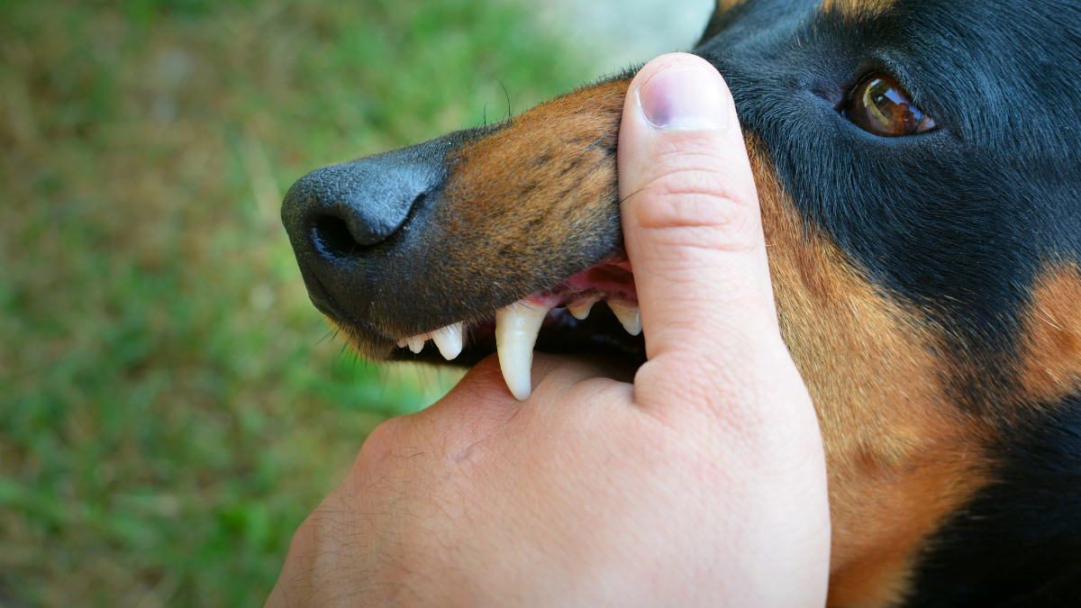 ¡Cuidado con el perro! 10 razones por las que pueden atacar sin motivo ...