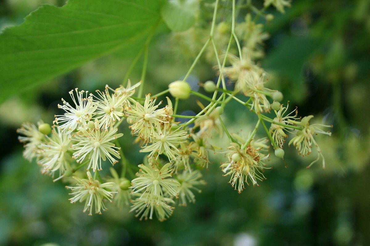 El ÁRBOL que es un ESPECTÁCULO de la NATURALEZA e INUNDA de PERFUME el ...