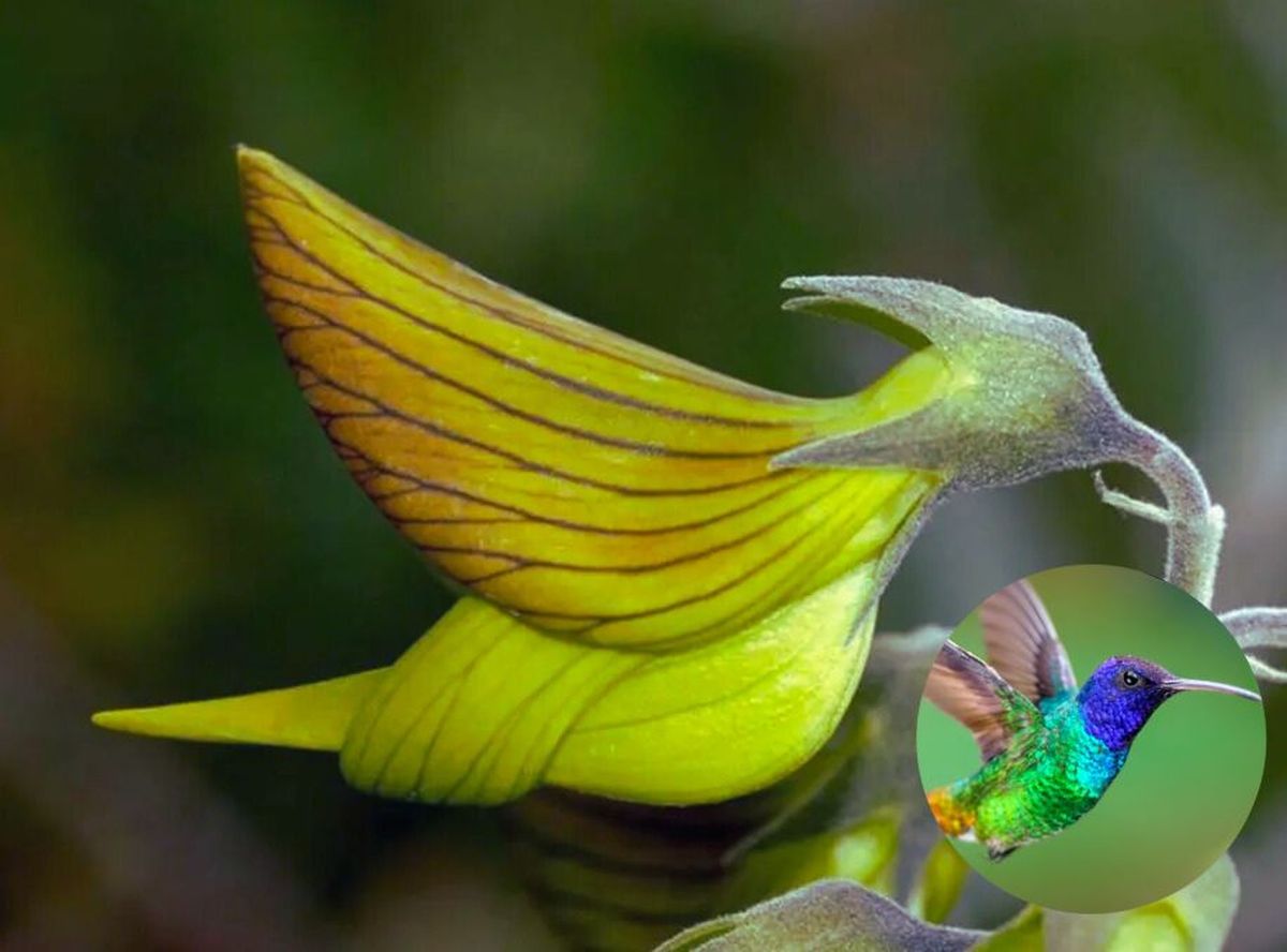 La curiosa planta con forma de colibrí que llenará de alegría y belleza ...