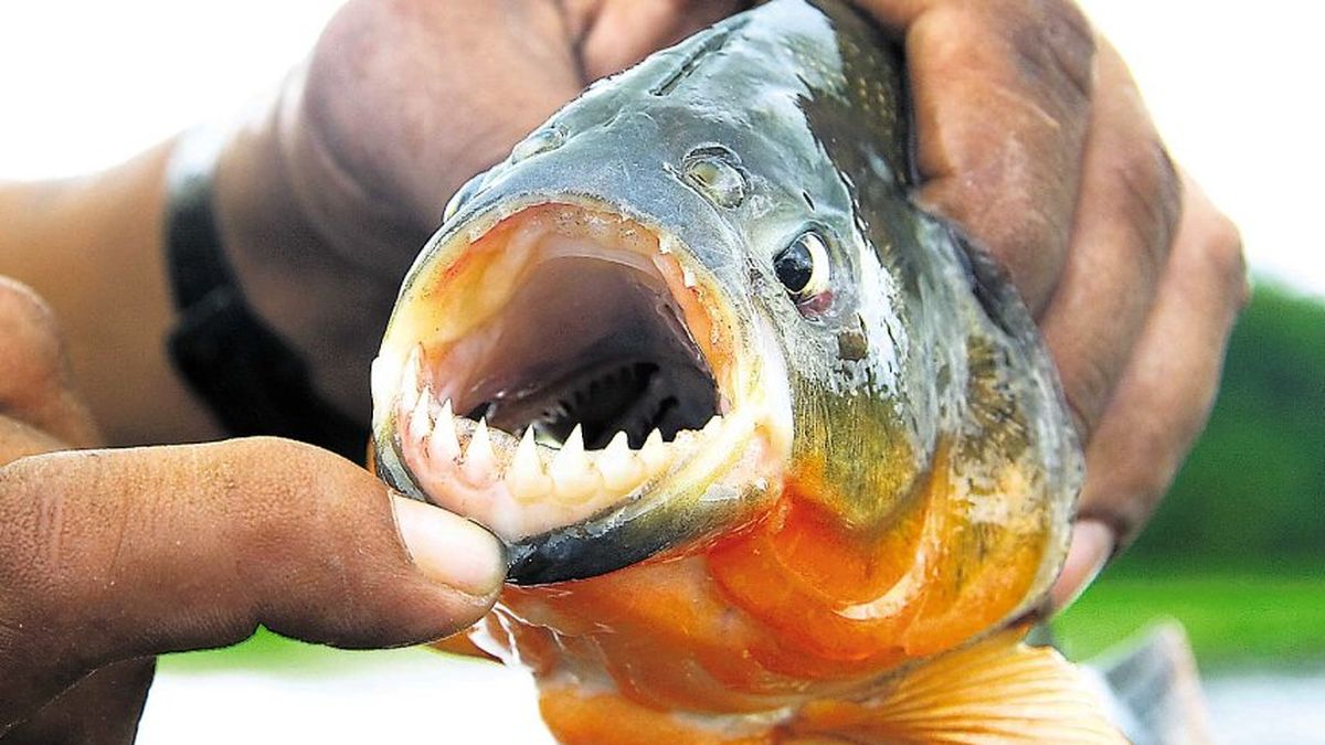 Las palometas volvieron a atacar en el Río Paraná