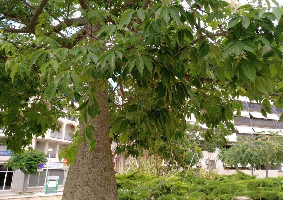 Problemas de plantas: ¿por qué mi palo borracho pierde tantas hojas?