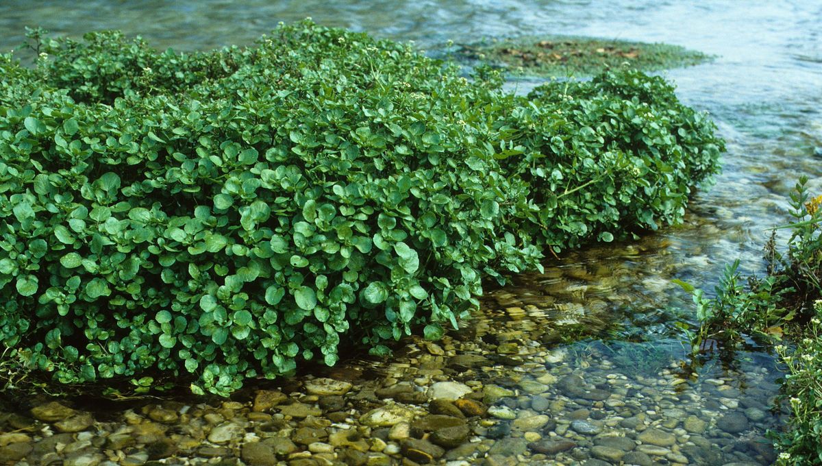Plantas sanadoras: por qué recomiendan consumir berro y para qué sirve