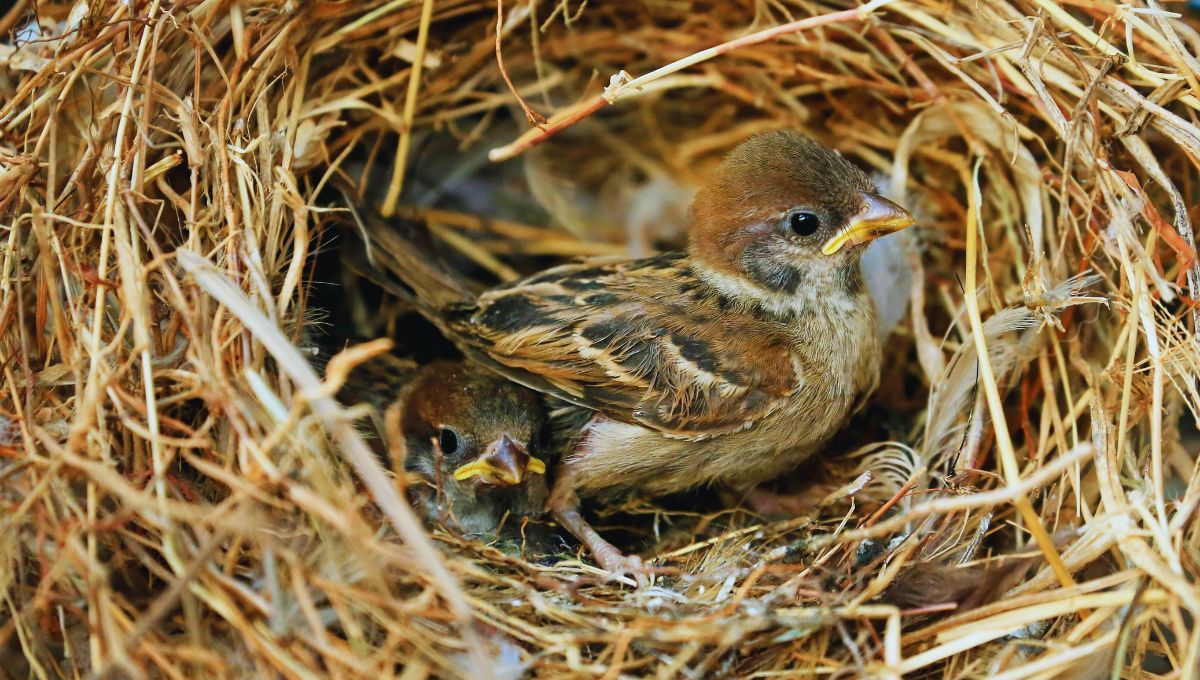 Qué significa que un hornero elija tu hogar para armar su nido