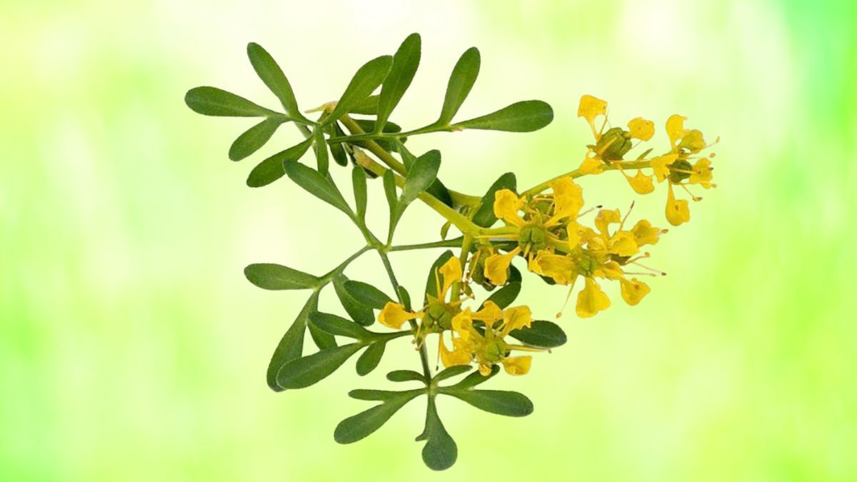 Qué significa que a la ruda le salgan flores