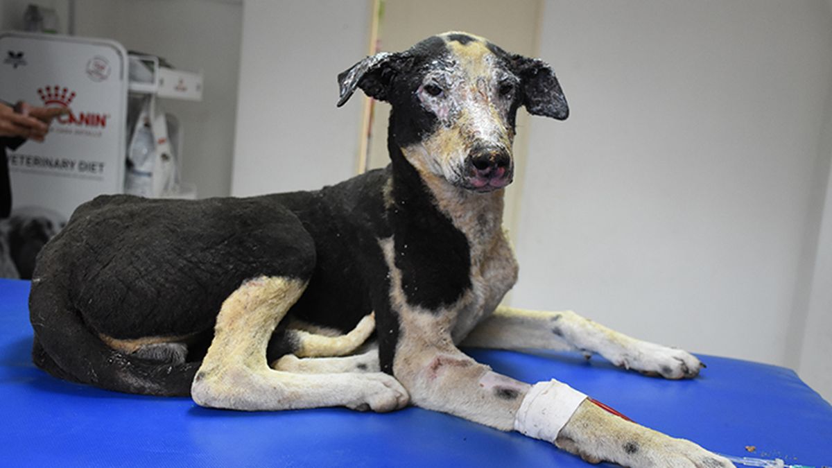 Buscan hogar para Malevo, el perro que salvaron del fuego en el cerro Arco