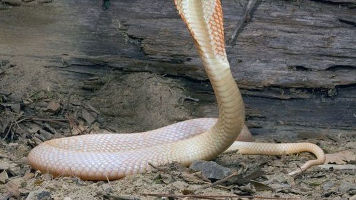 Una cobra albina provocó pánico en un barrio de California
