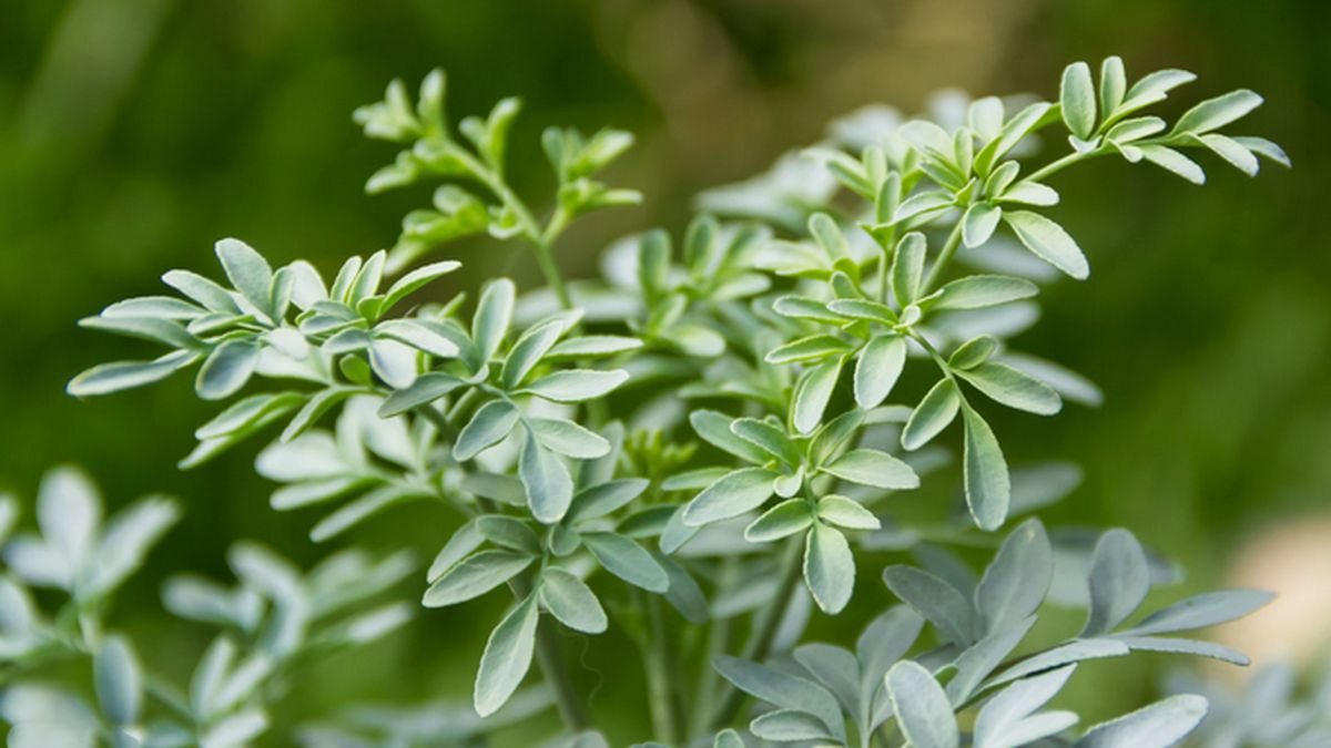Qué significa saludar a la ruda del jardín cuando volvemos a casa