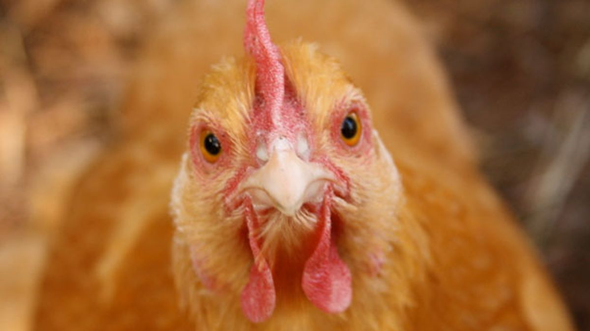 La particular e inusual mascota de una ferretería