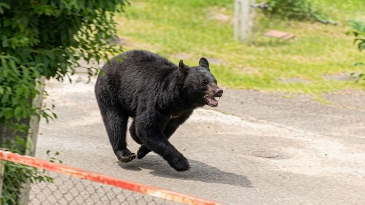 Intensa búsqueda de un oso extremadamente inteligente que casi mata a 4 ...