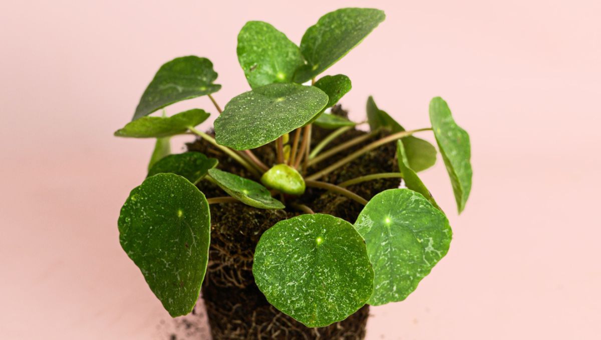 ¿En qué lugar de la casa debes poner la planta Pilea y atraer mucho dinero, según el Feng Shui?