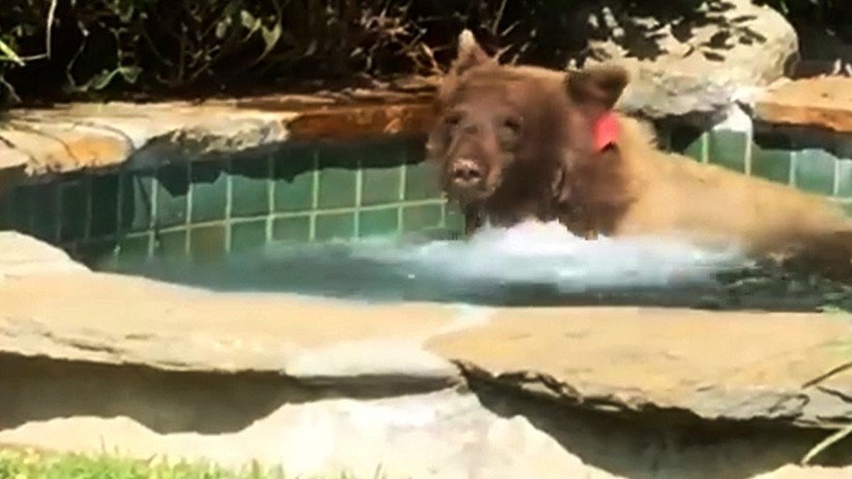 Un oso disfruta de un sensual baño en un jacuzzi