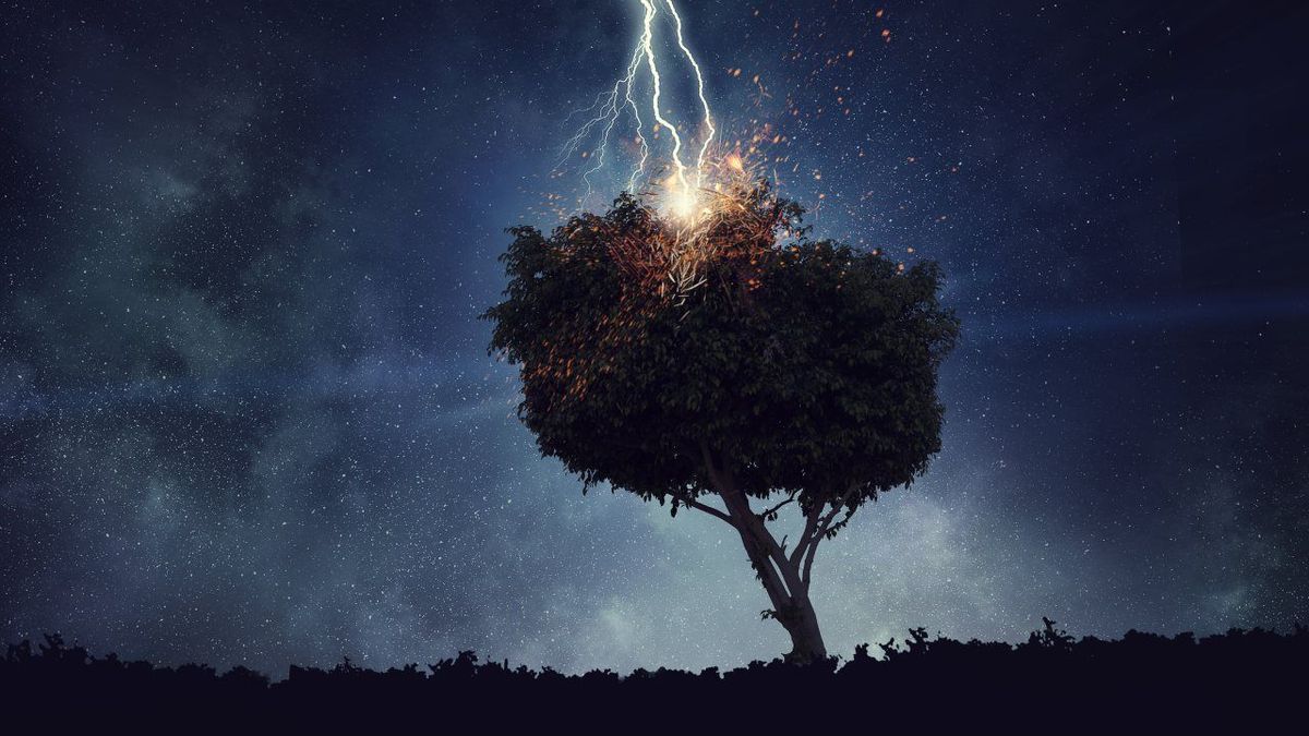 El descubrimiento de un árbol Zeus deja atónita a la comunidad científica