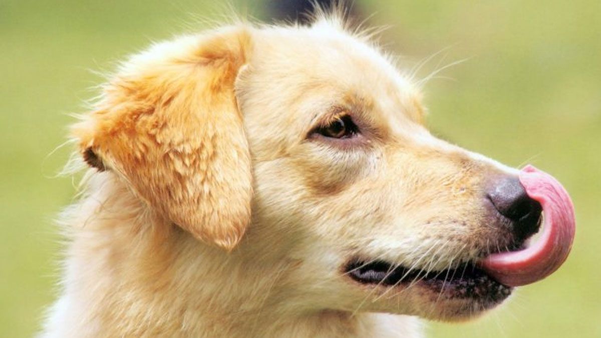 Respira profundo al saber qué pasa si le doy miel a mi perro