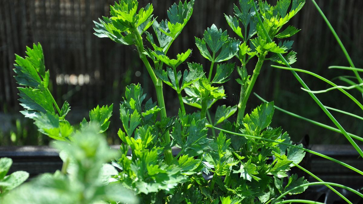 ¿Qué significa que crezca en tu jardín una planta de apio?