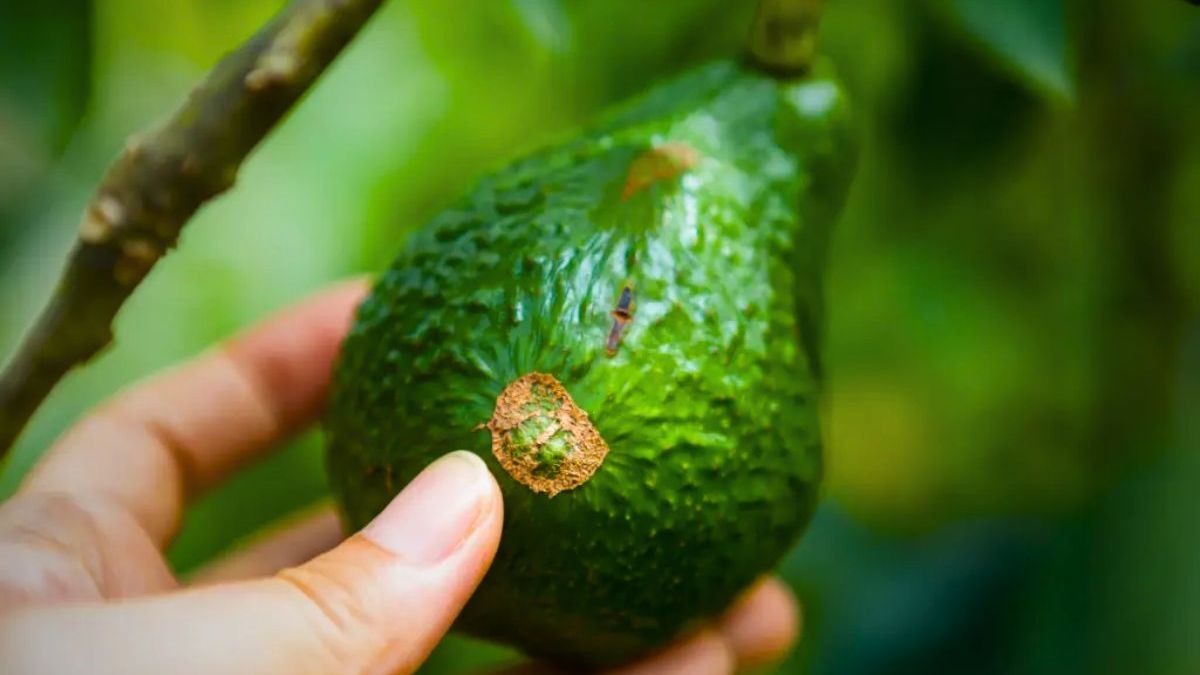 Qué significa que las hojas del árbol de palta se tiñan de amarillo y ...