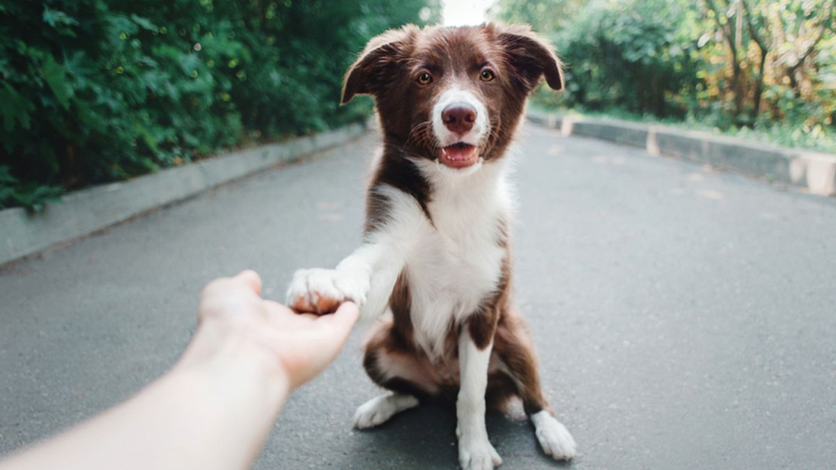 Qué significa que tu perro te de la pata