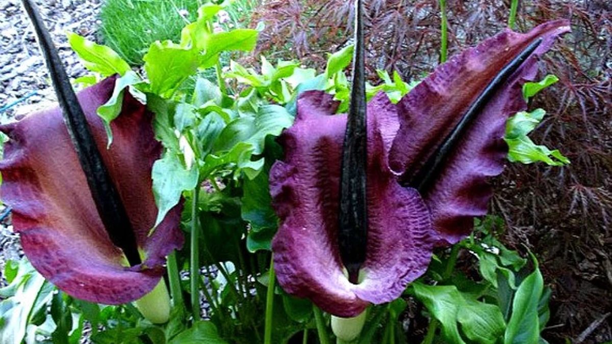 La flor gigante que huele a carne podrida y está a punto de florecer en ...