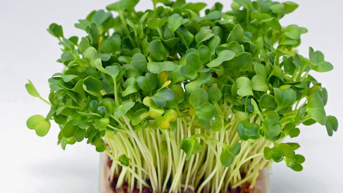 Plantas sanadoras: por qué recomiendan consumir berro y para qué sirve