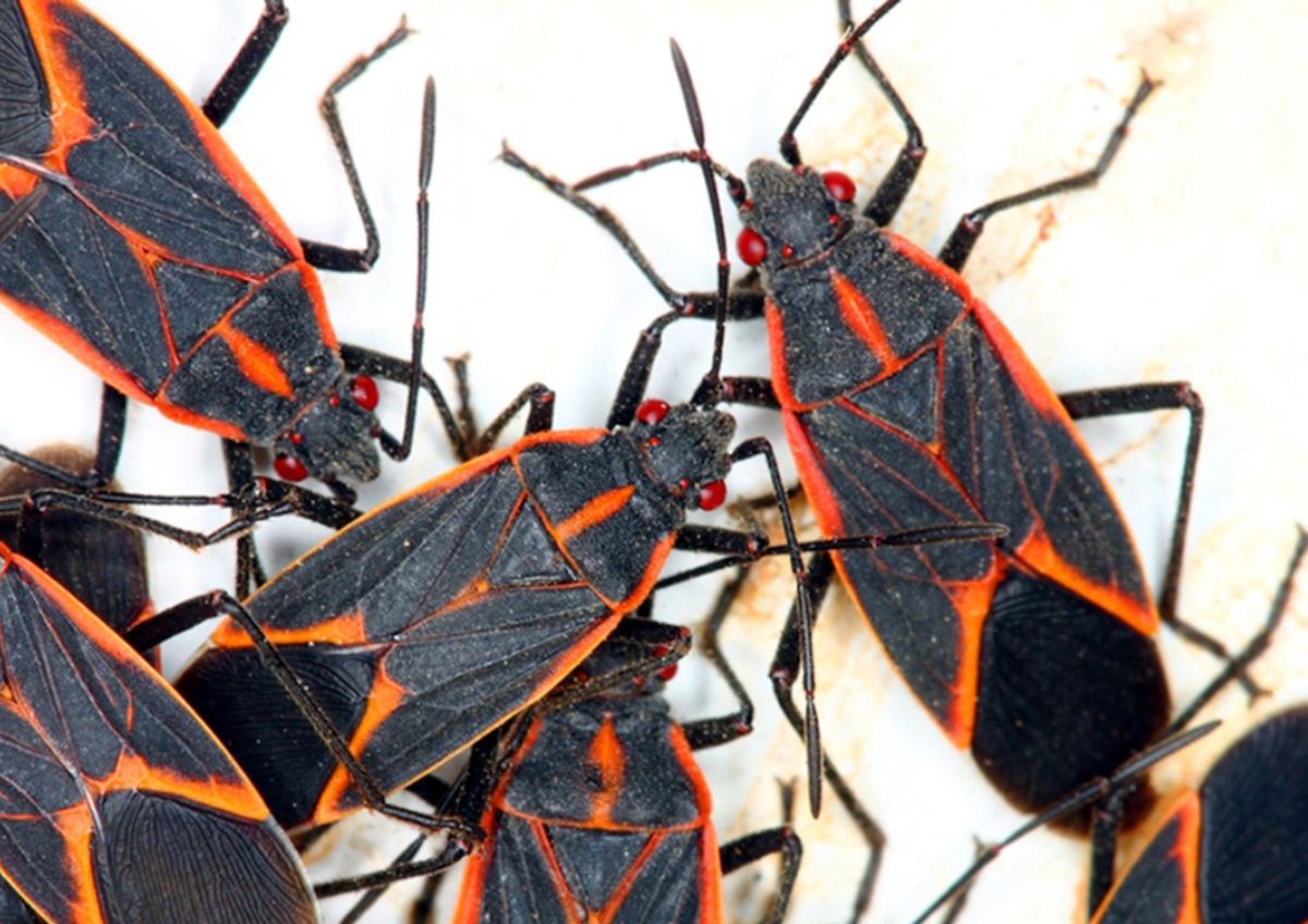 Qué hacer si aparece una chinche roja en casa y qué significa la visita ...