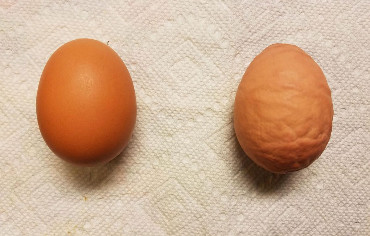 Toma aire al saber el significado de las arrugas en la cáscara del huevo