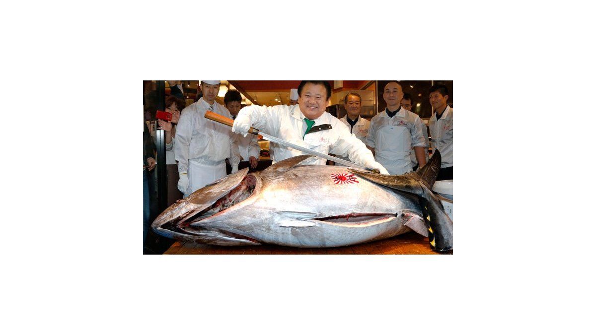 El atún de aleta azul bajó su precio en más de un 90 por ciento