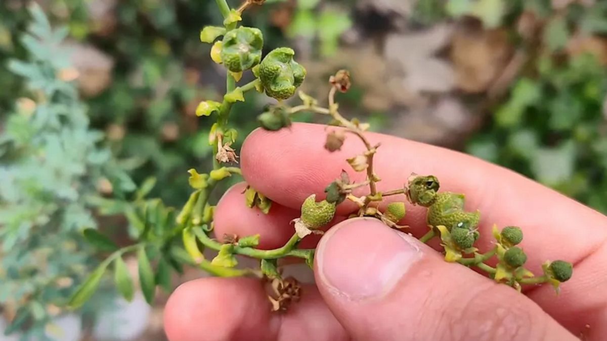 Qué significa quemar RUDA dentro de casa