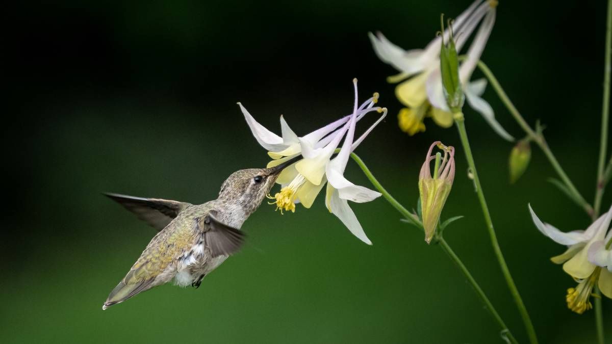Las 3 plantas con flores para atraer colibríes a tu jardín