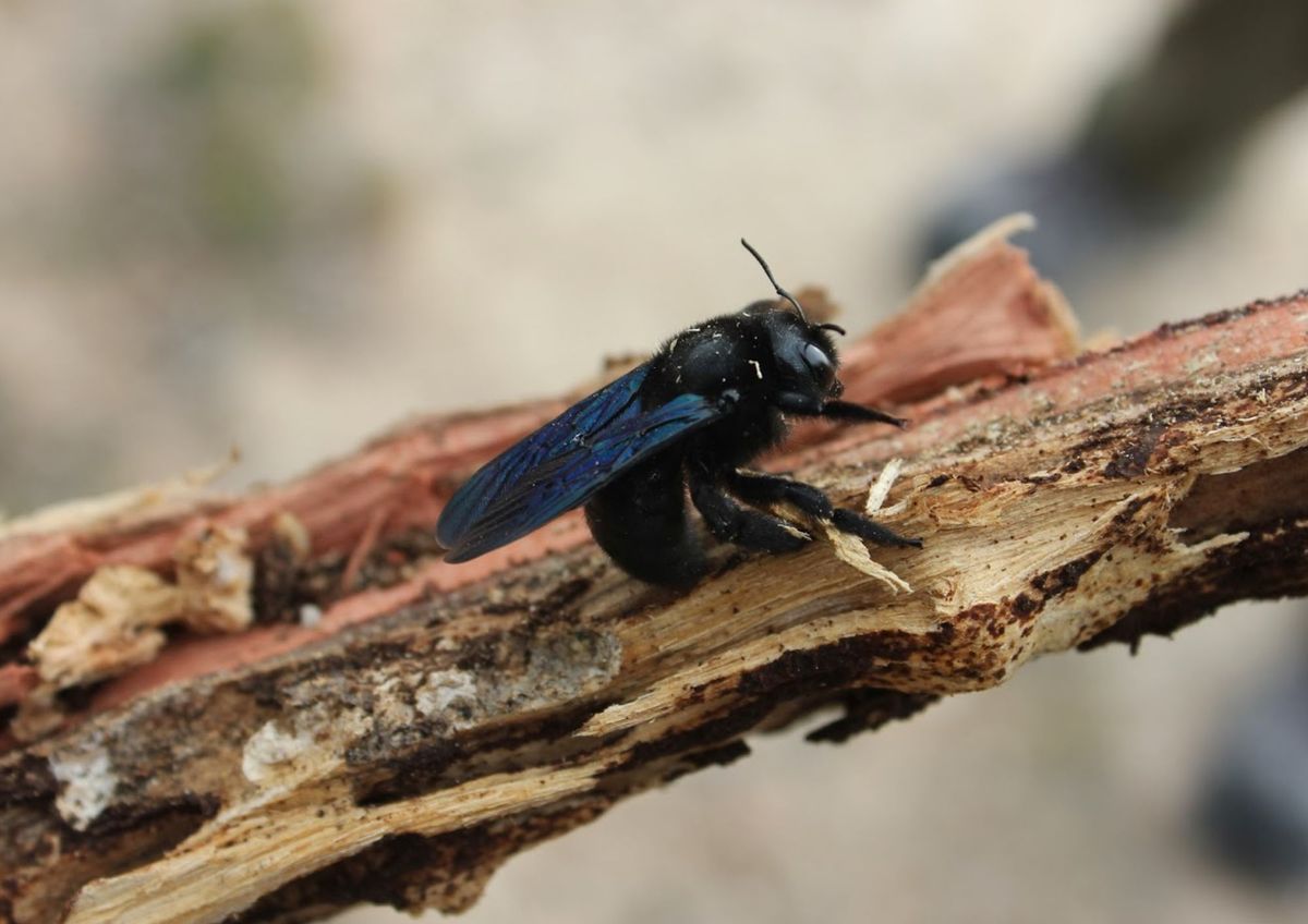 Cómo alejar las abejas carpinteras de casa con un repelente casero y ...