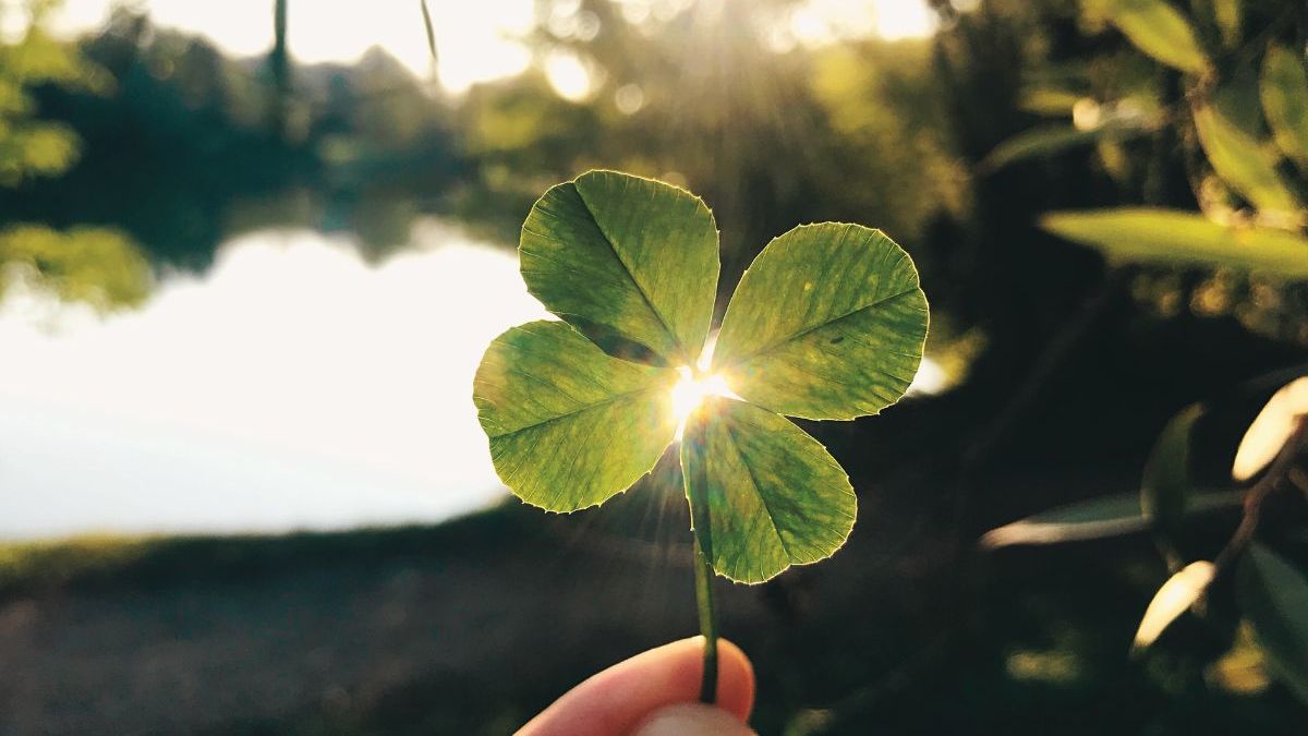 Por qué se dice que un trébol de 4 hojas trae suerte