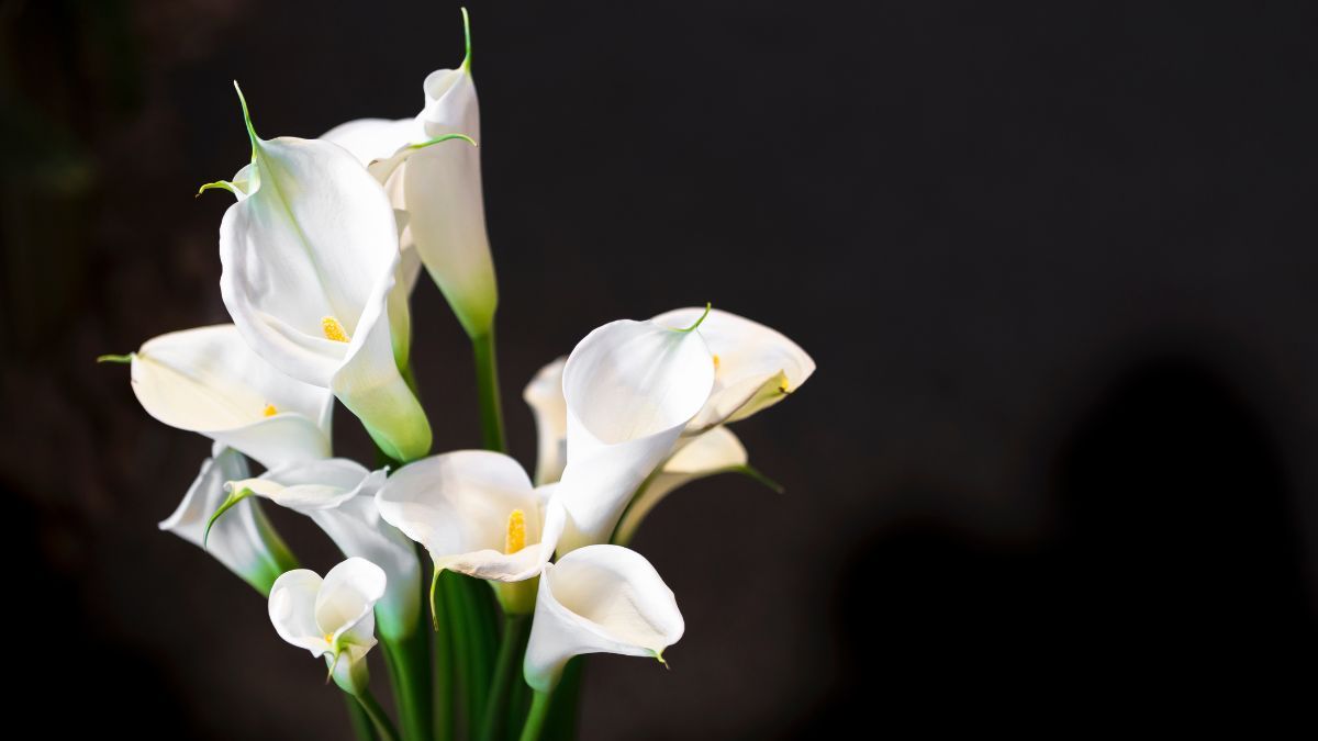 ¿Qué significa que te regalen una cala?