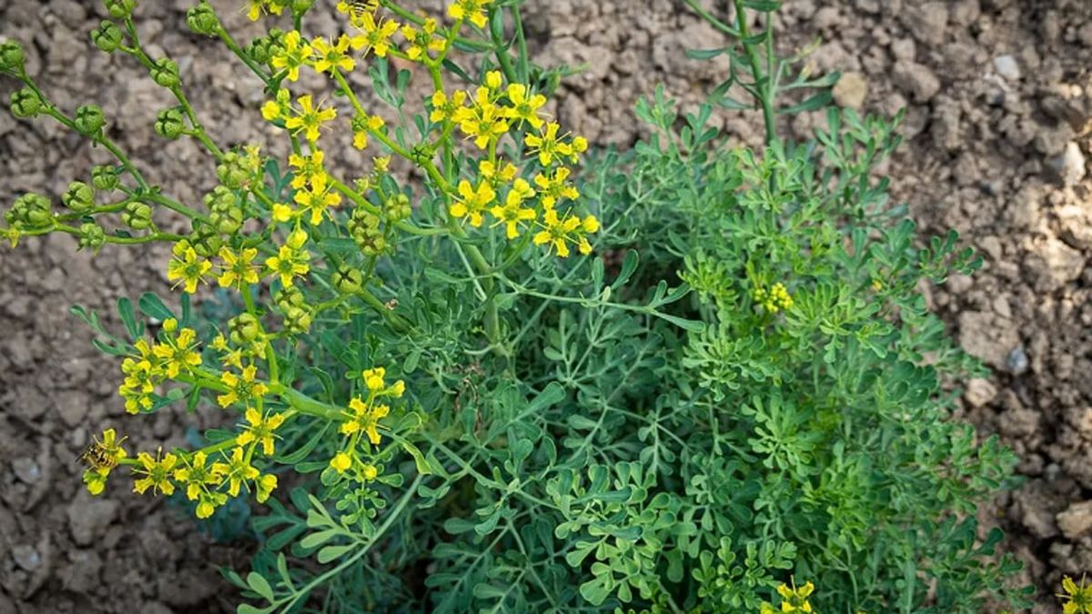 Qué significa tener una ruda macho y una hembra juntas en el jardín de casa