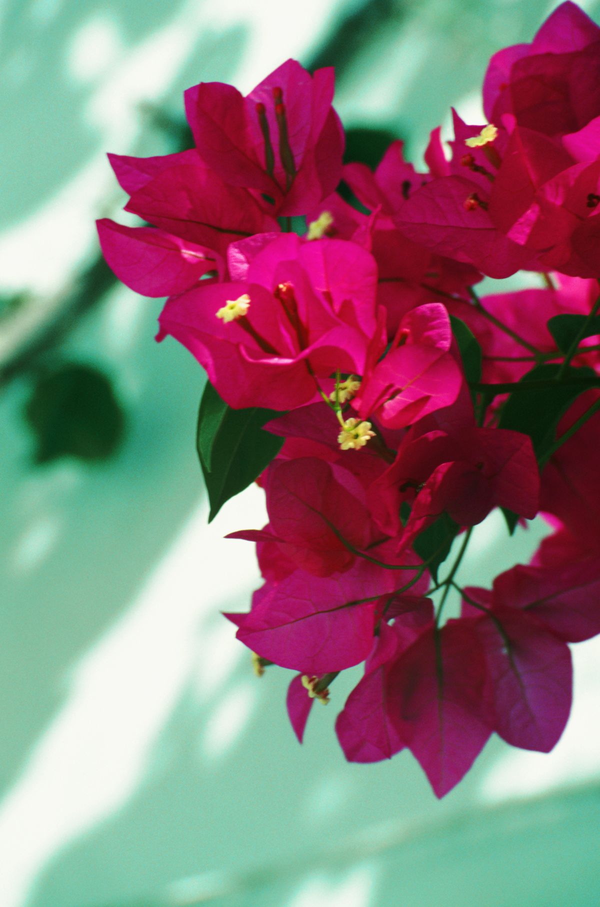 El poderoso significado de tener una Santa Rita en casa