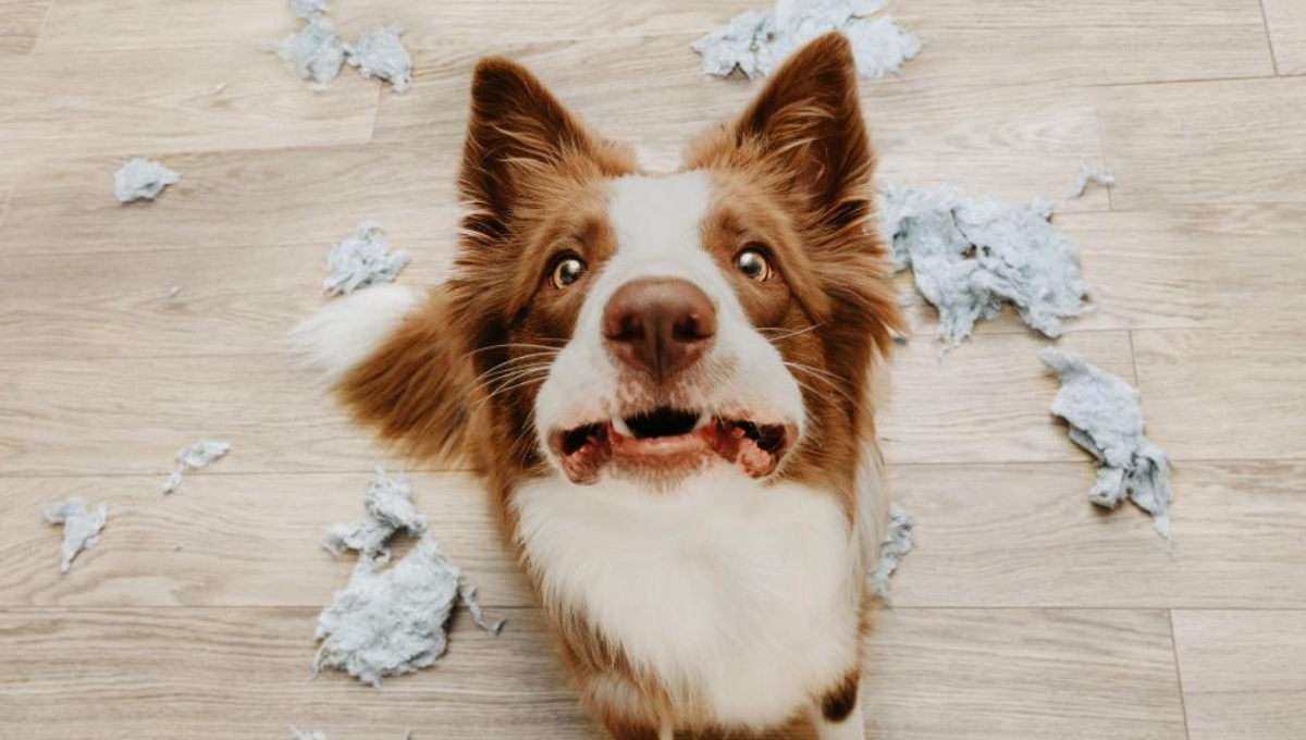 Por qué mi perro está inquieto según la ciencia veterinaria