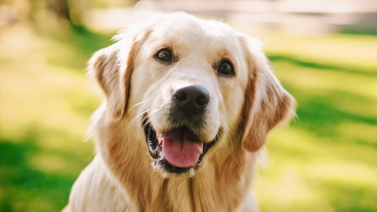 Qué debés hacer para que tu perro viva más tiempo, según los expertos