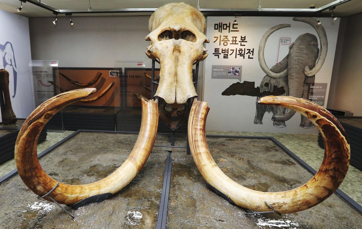 El descubrimiento que siembra dudas sobre qué causó la extinción del ...